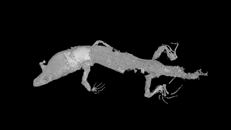 In Photos: Amber Preserves Cretaceous Lizards | Live Science