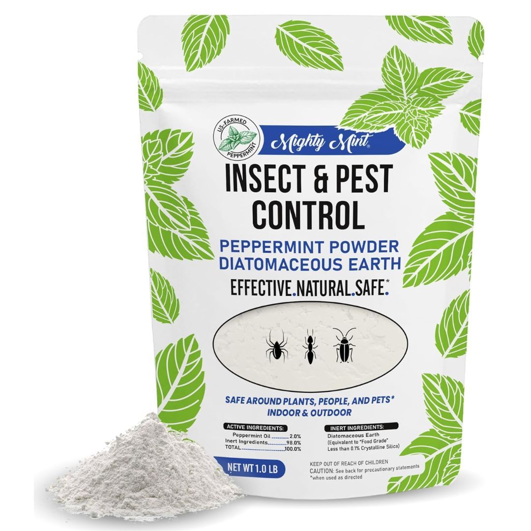 How to Get Rid of Earwigs — and Prevent Them Coming Back | Livingetc
