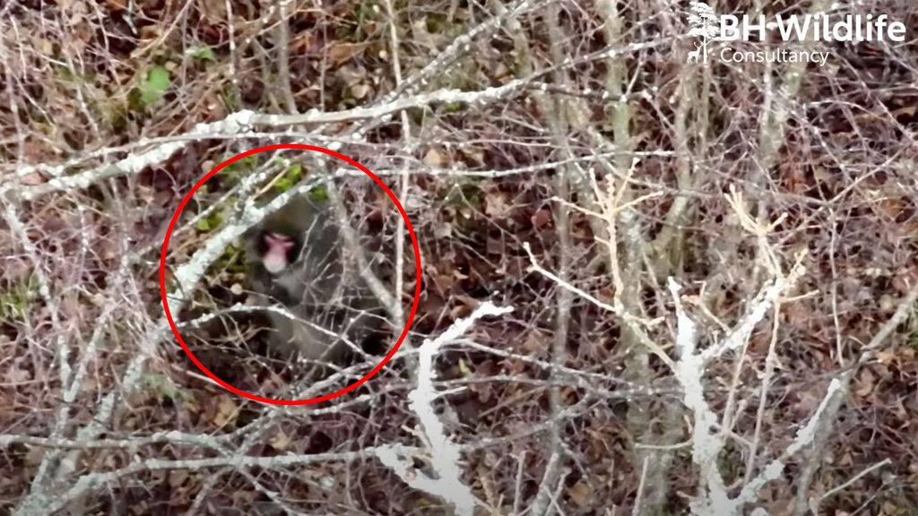 LIVE: Escaped monkey FOUND and seen in Scottish highlands using thermal ...