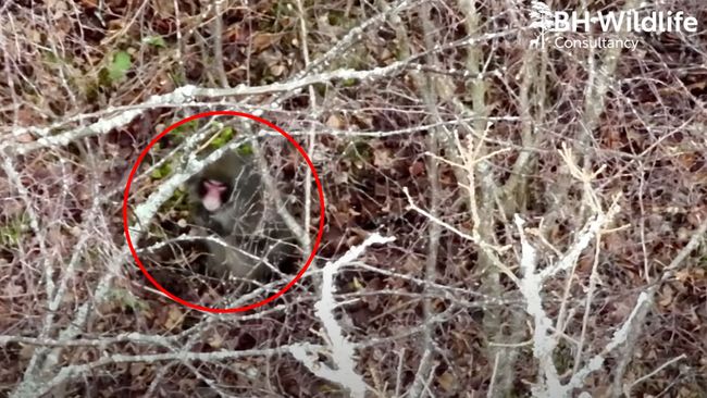 LIVE: Escaped monkey FOUND and seen in Scottish highlands using thermal ...