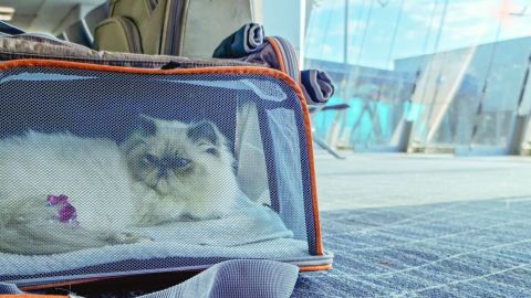 32 best pet accessories you can't do without | PetsRadar