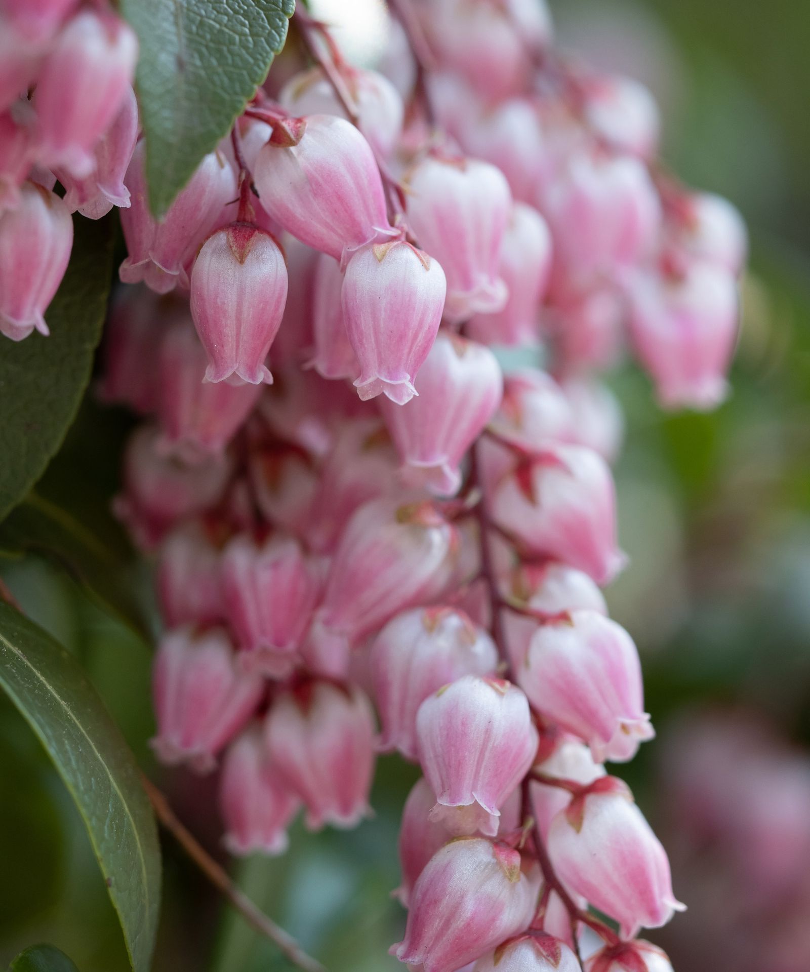 Pieris care and growing guide: expert tips on andromeda bush | Homes ...