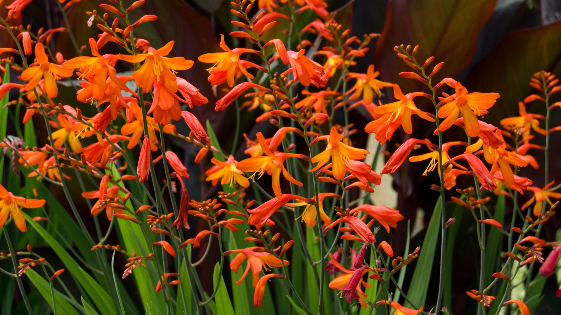 Crocosmia varieties: 16 gorgeous types of montbretia to try | Gardeningetc