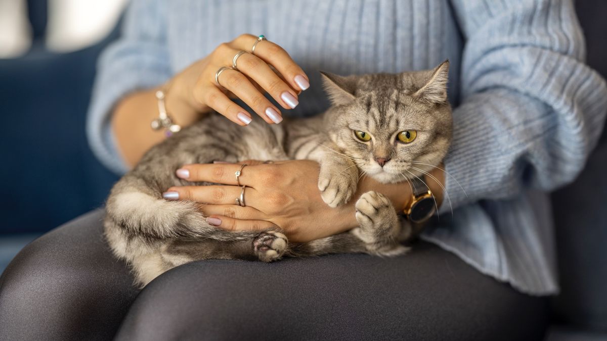 Daily thoughts of a cat owner: what runs through our head | PetsRadar