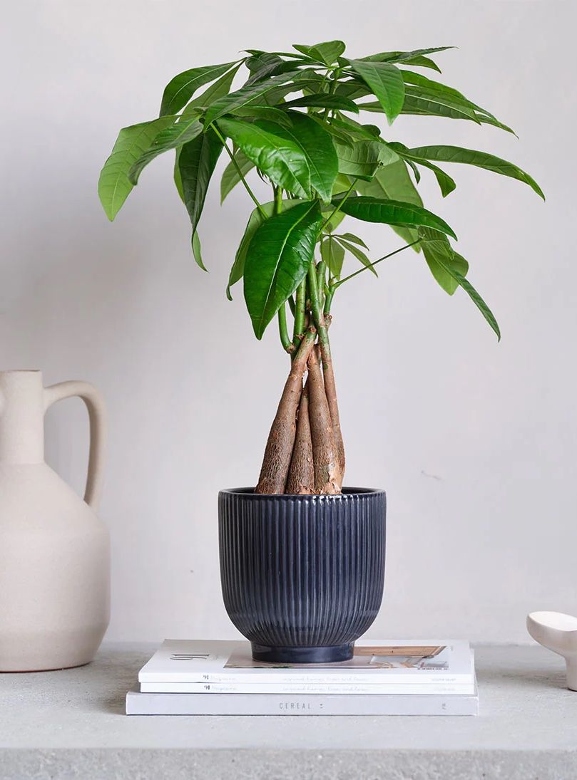 5 Japanese Indoor Plants That Will Bring a Sense of Calm | Livingetc