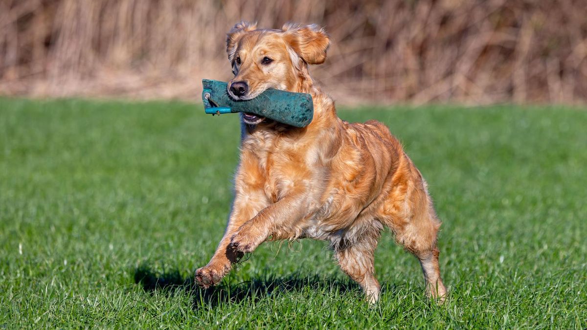 20 dog walking tips for a better time | PetsRadar