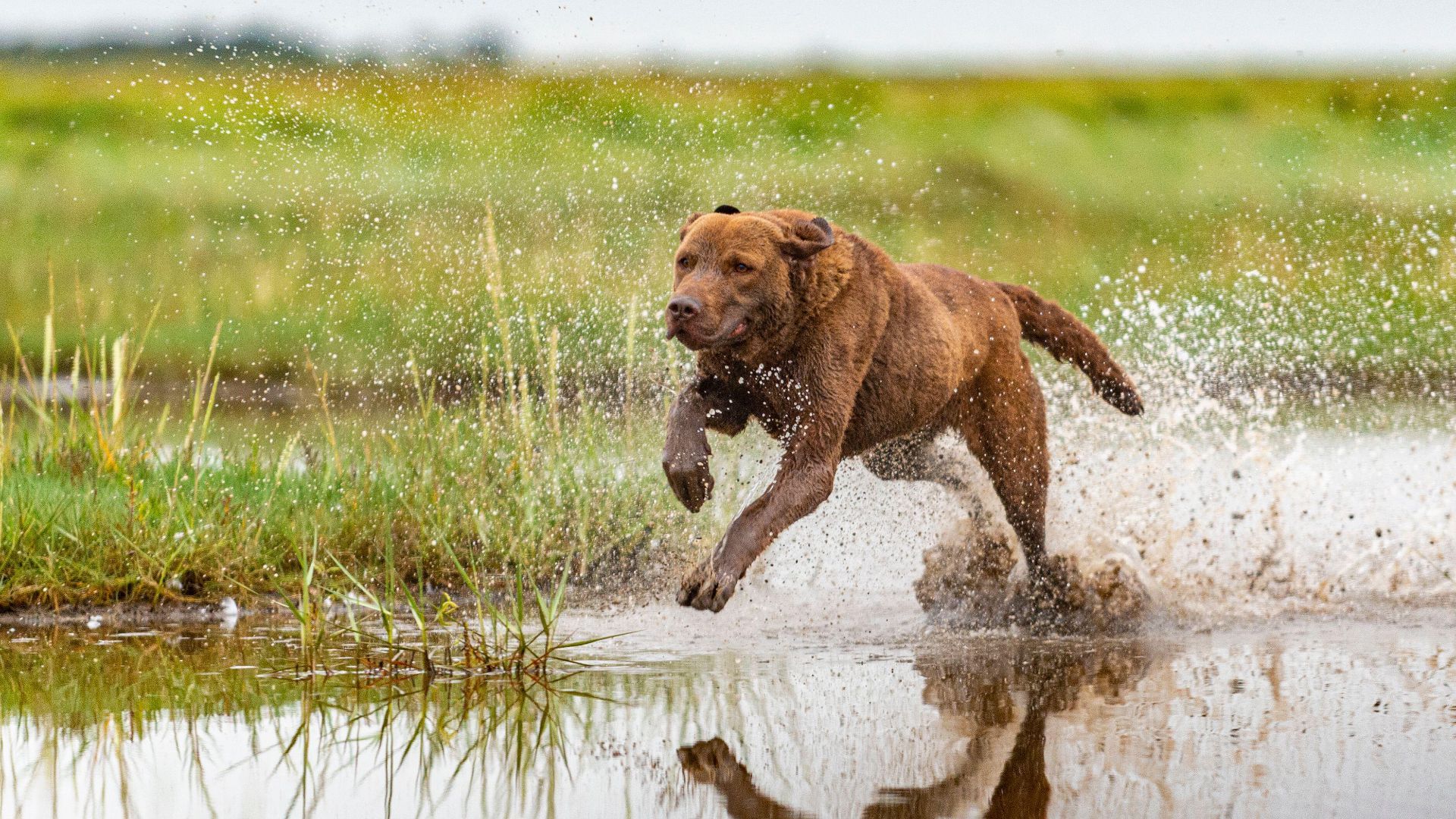 Chesapeake Bay Retriever: Breed profile and information | PetsRadar