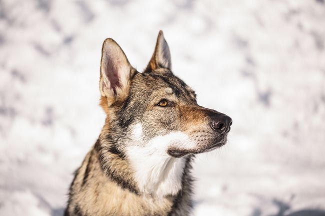 What is a wolfdog? | PetsRadar