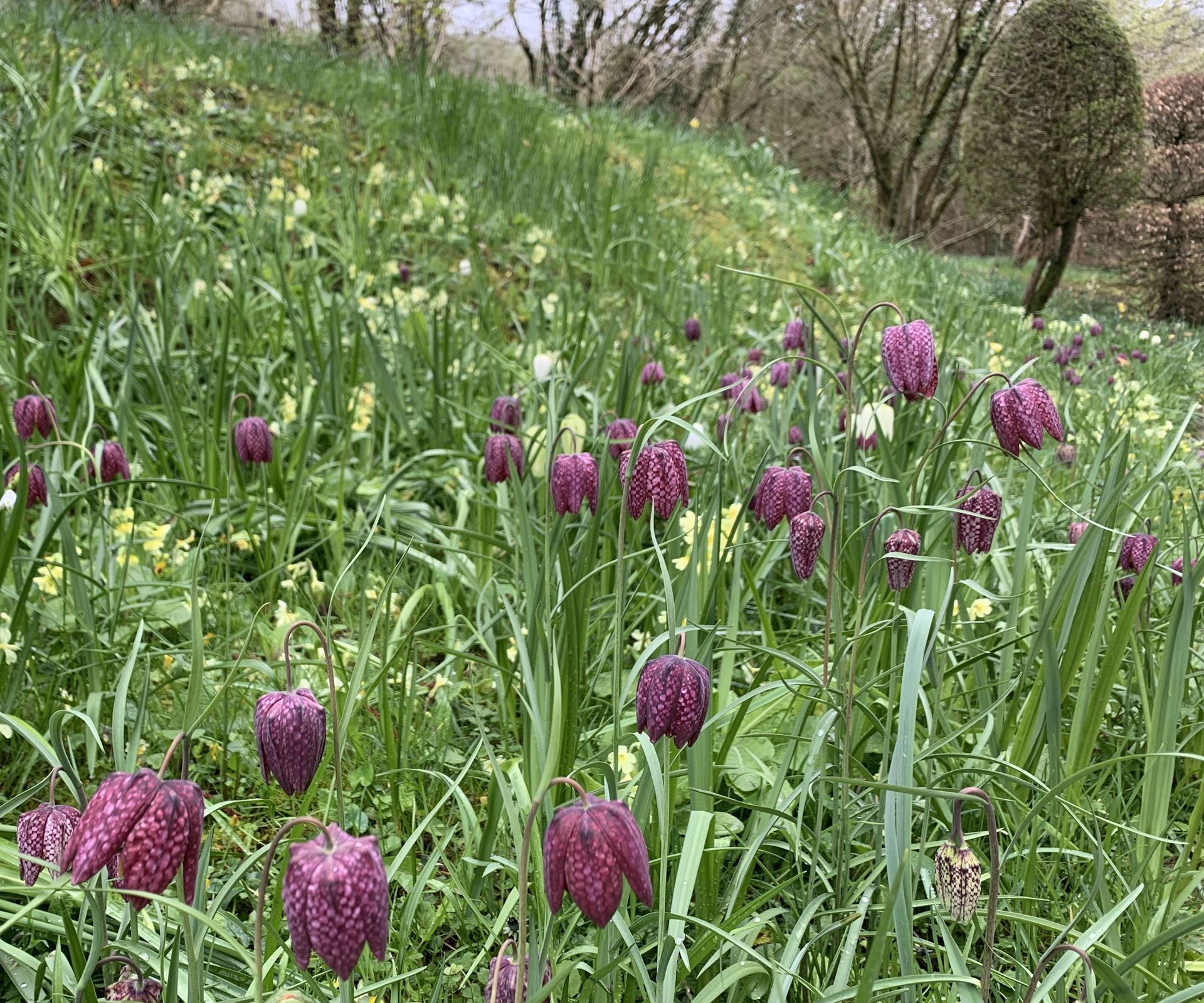 How to grow snake's head fritillaries: expert garden advice | Homes and ...
