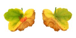 Tips & Information about Geraniums | Gardening Know How