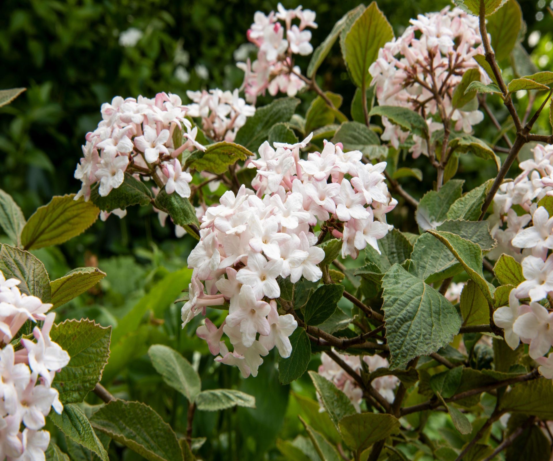 Best flowering hedges: 12 plants for beautiful boundaries | Homes and ...