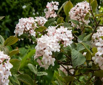 Best flowering hedges: 12 plants for beautiful boundaries | Homes and ...