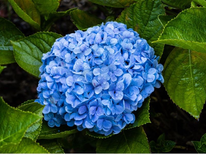 Tips & Information about Gardening By Zone | Gardening Know How