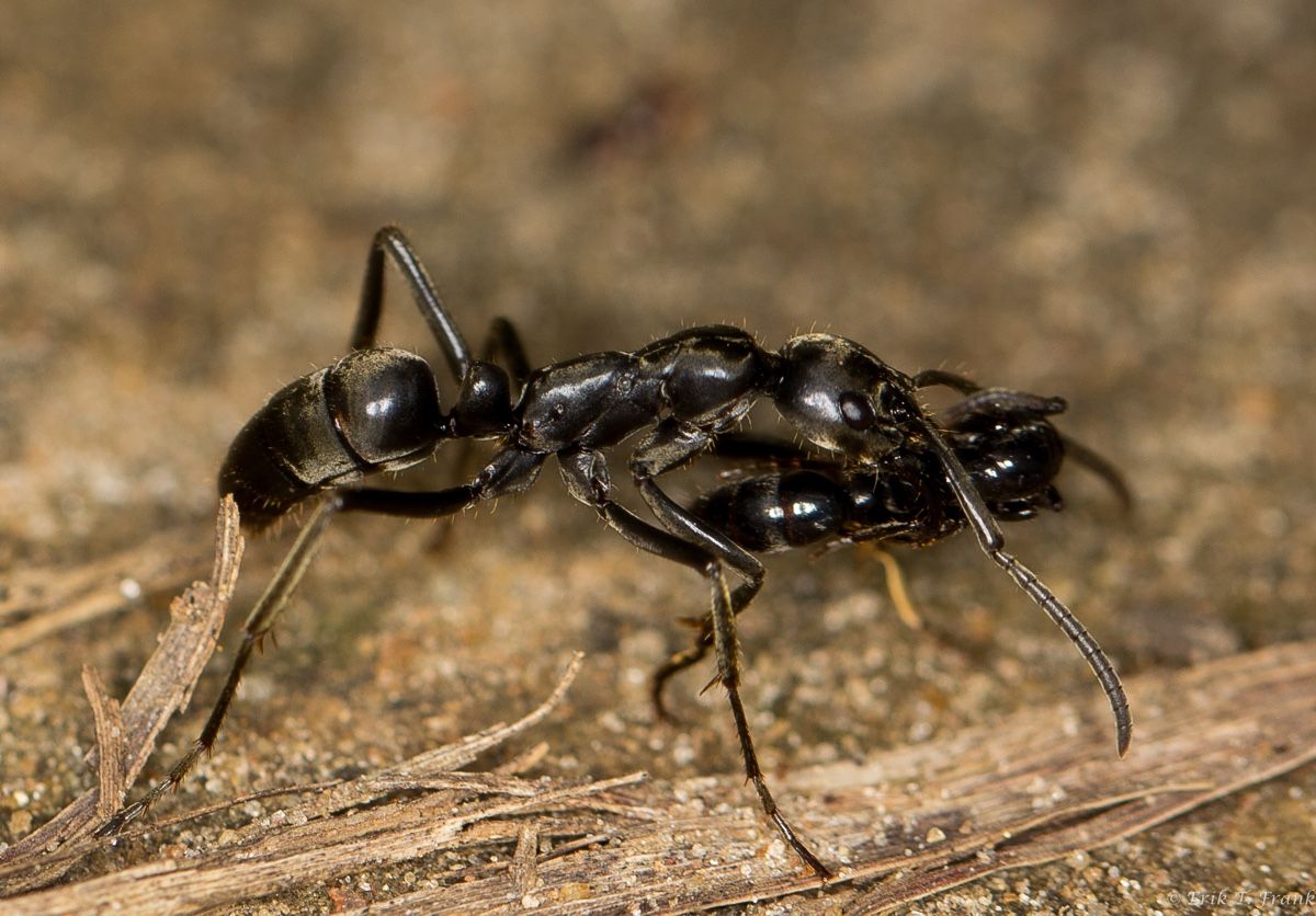 On the Battlefield, Ants Treat Each Other's War Wounds | Live Science