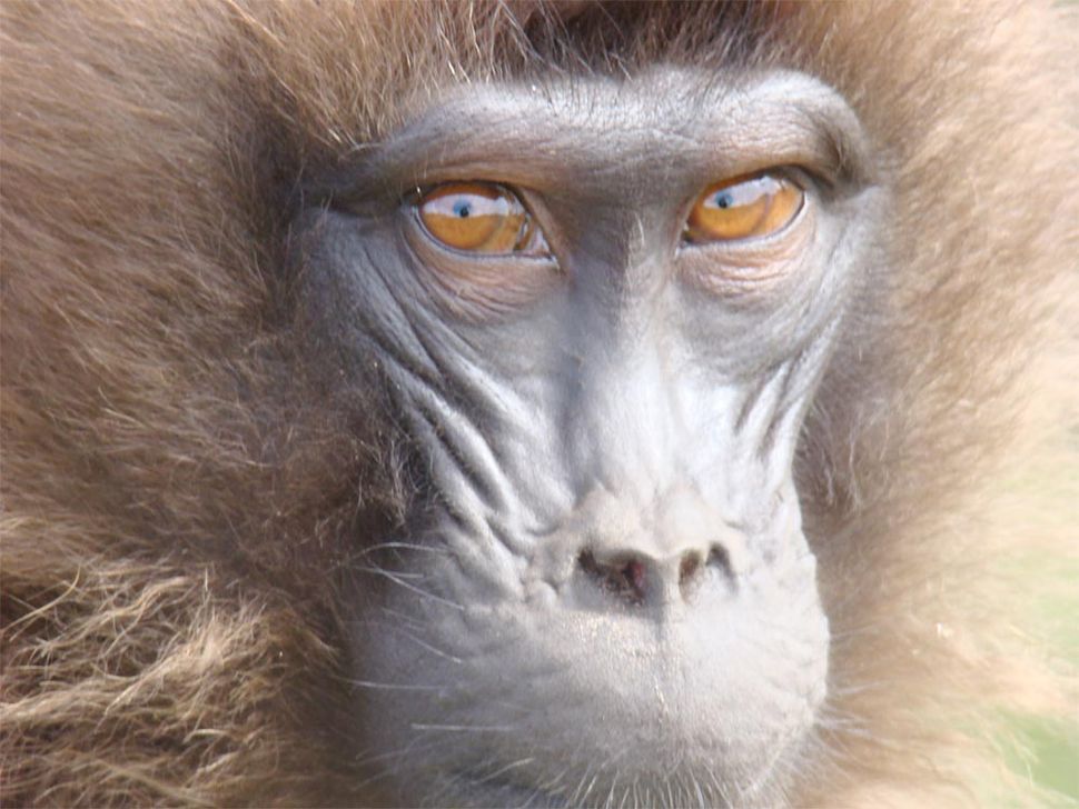 In Photos: The Life of a Gelada Baboon | Live Science