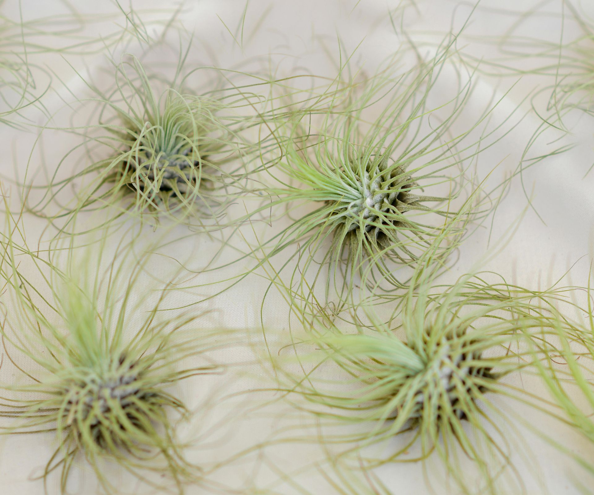 Types of air plants: 8 varieties and how to care for them | Homes and ...