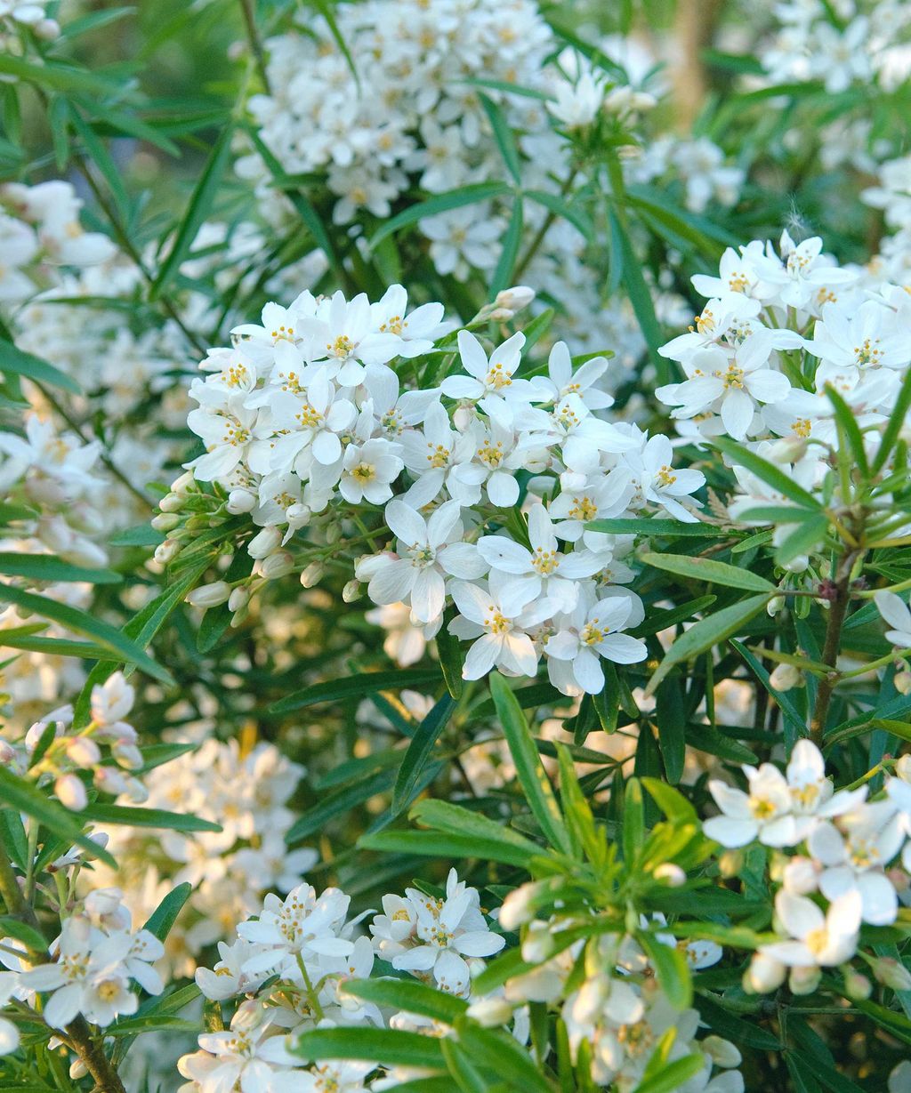 Best garden shrubs: 10 varieties to plant in your yard | Gardeningetc