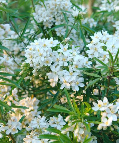 Best garden shrubs: 10 varieties to plant in your yard | Gardeningetc