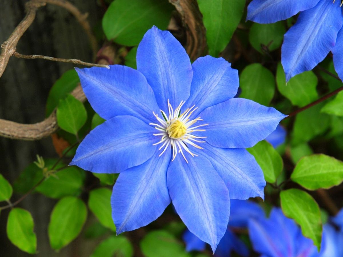 Blue Garden Plan - Designing And Using Blue Plants In Gardens ...