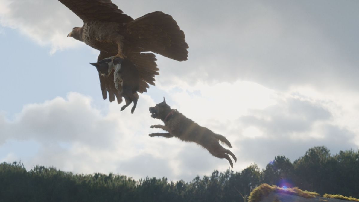 Strays director on working with dogs, adopting his lead actor – and ...