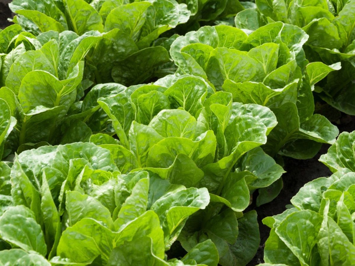 Treating Lettuce With White Spots – Why Does My Lettuce Have White ...