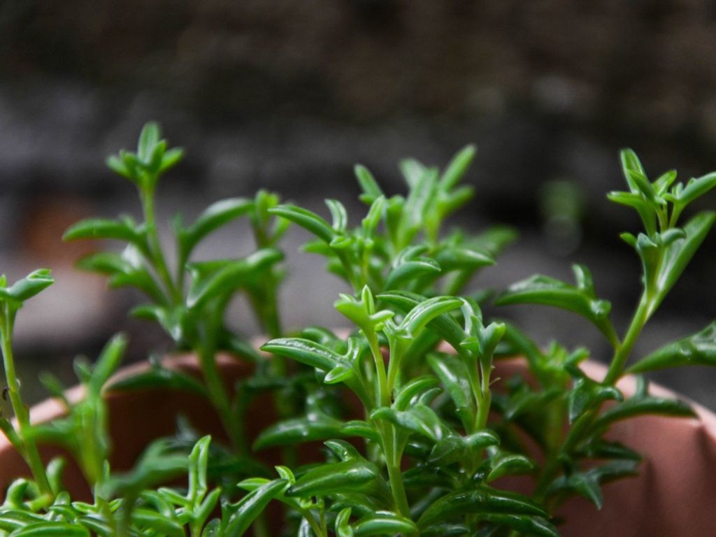 What Are Dolphin Plants - Dolphin Plant Care And Growing Tips ...