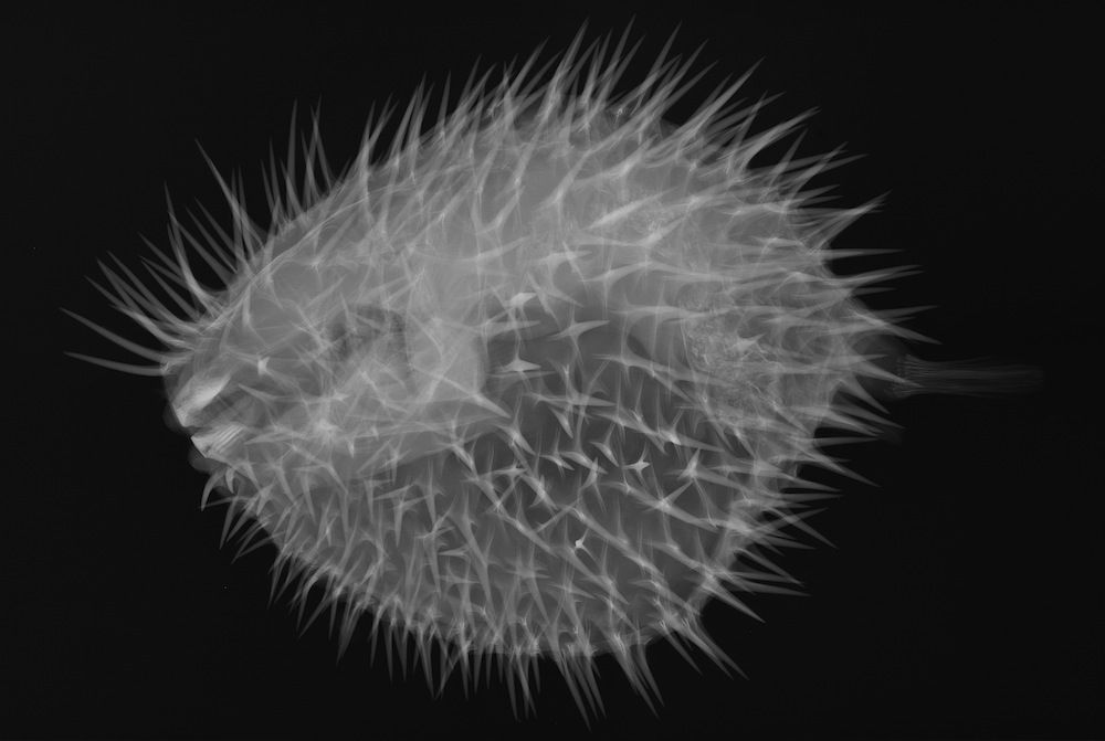 Images: Stunning Fish X-rays | Live Science