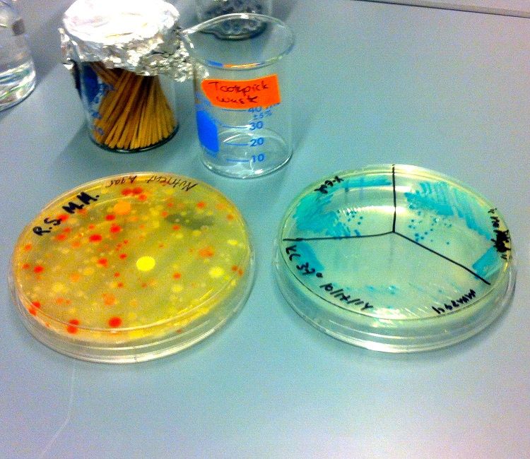 'Living Paint' Transforms Bacteria Into Art | Live Science