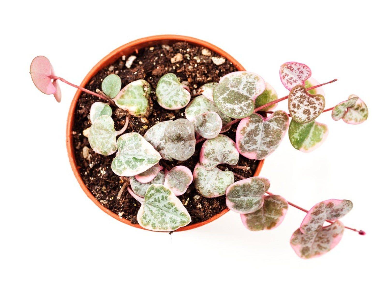 Variegated String Of Hearts Care And Characteristics | Gardening Know How