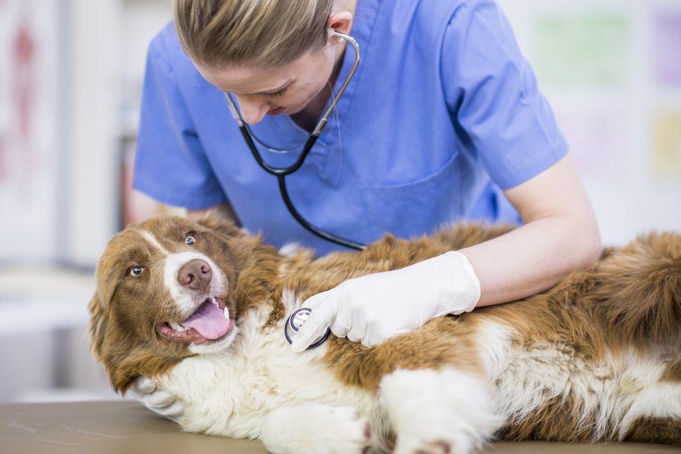 Pneumonia in dogs: Vet’s guide to signs, stages and treatment | PetsRadar