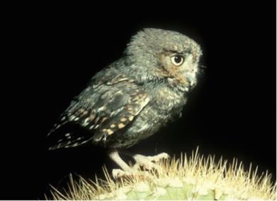 Photos of the World's Smallest (and Cutest) Owl | Live Science