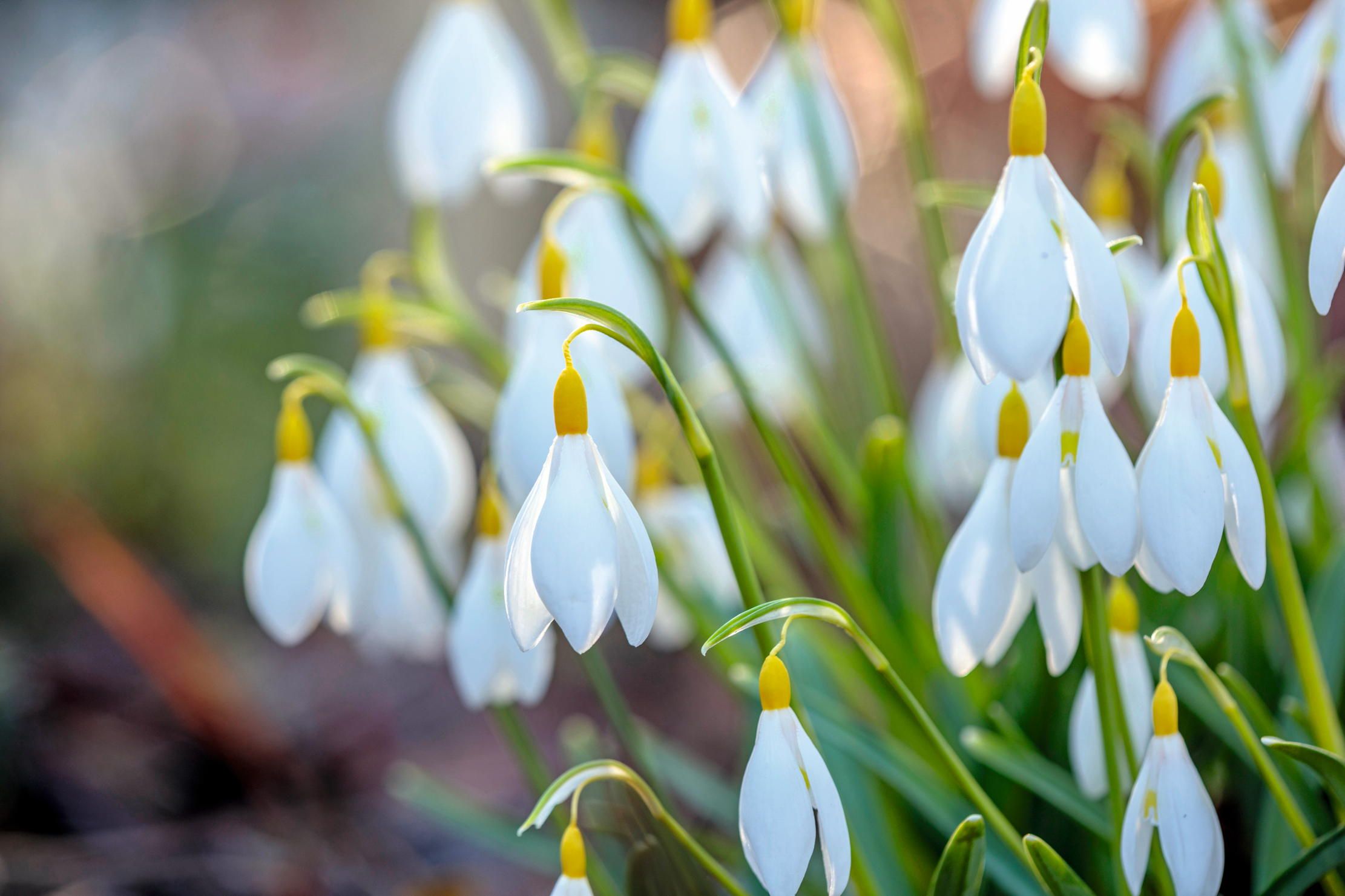 Where art meets biology: How Anne Wright has bred some of the world's most covetable snowdrops ...