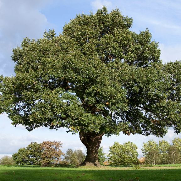 Throwback Thursday: Learn About Oak Tree History | Gardening Know How