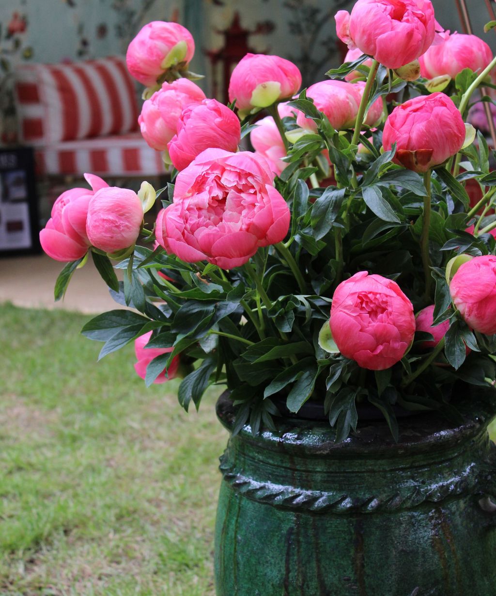 Peonies Autumn Care