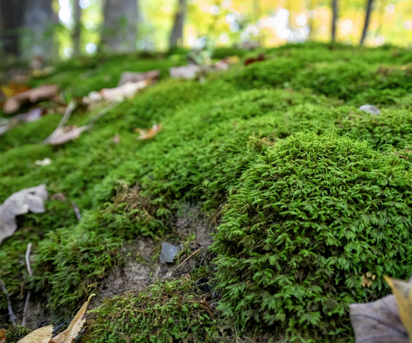 Best pet-friendly ground cover plants: 5 non-toxic plants | Homes and ...