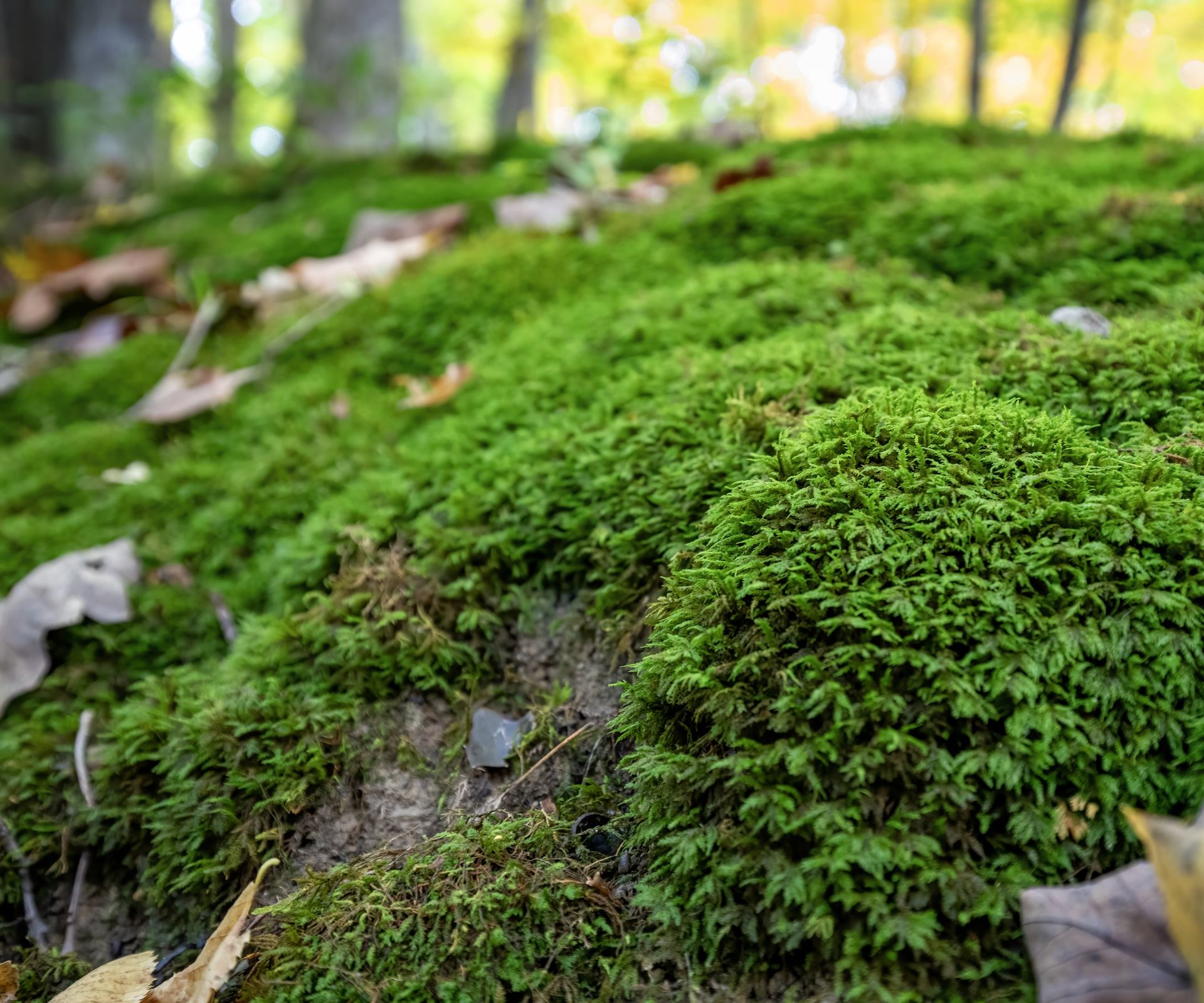How to landscape with moss in your yard: 5 inspiring ideas | Homes and ...
