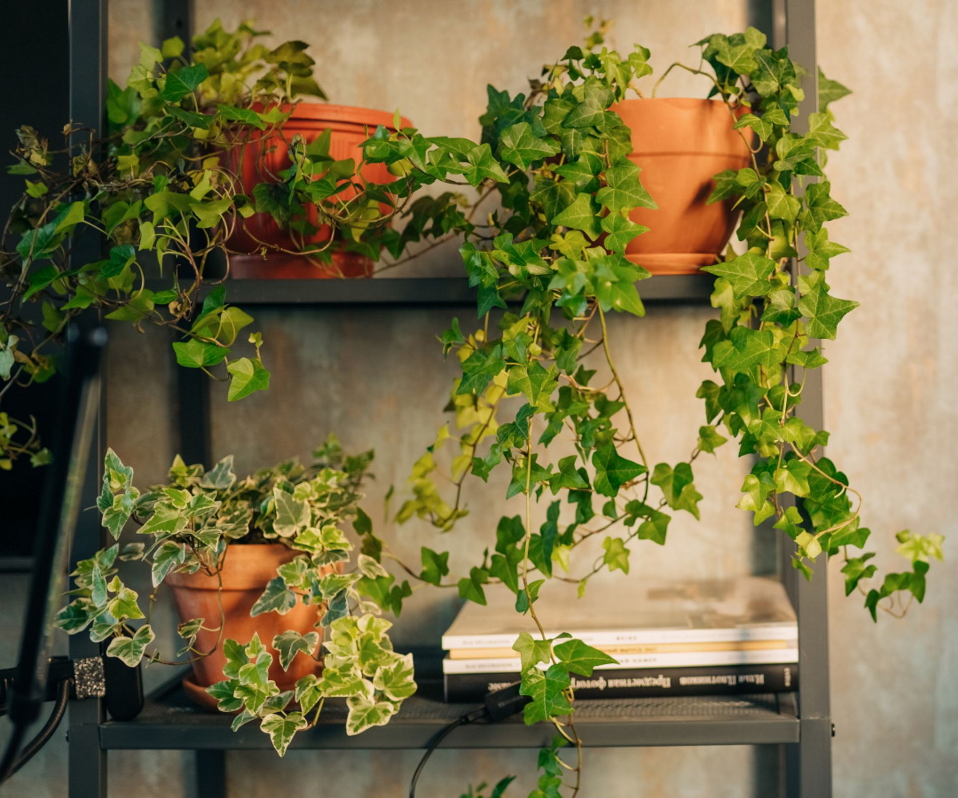 How to care for ivy: 5 tips to grow this trailer indoors | Homes and ...