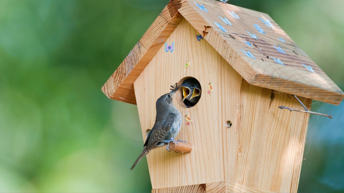 32 tips for taking care of wild birds | PetsRadar