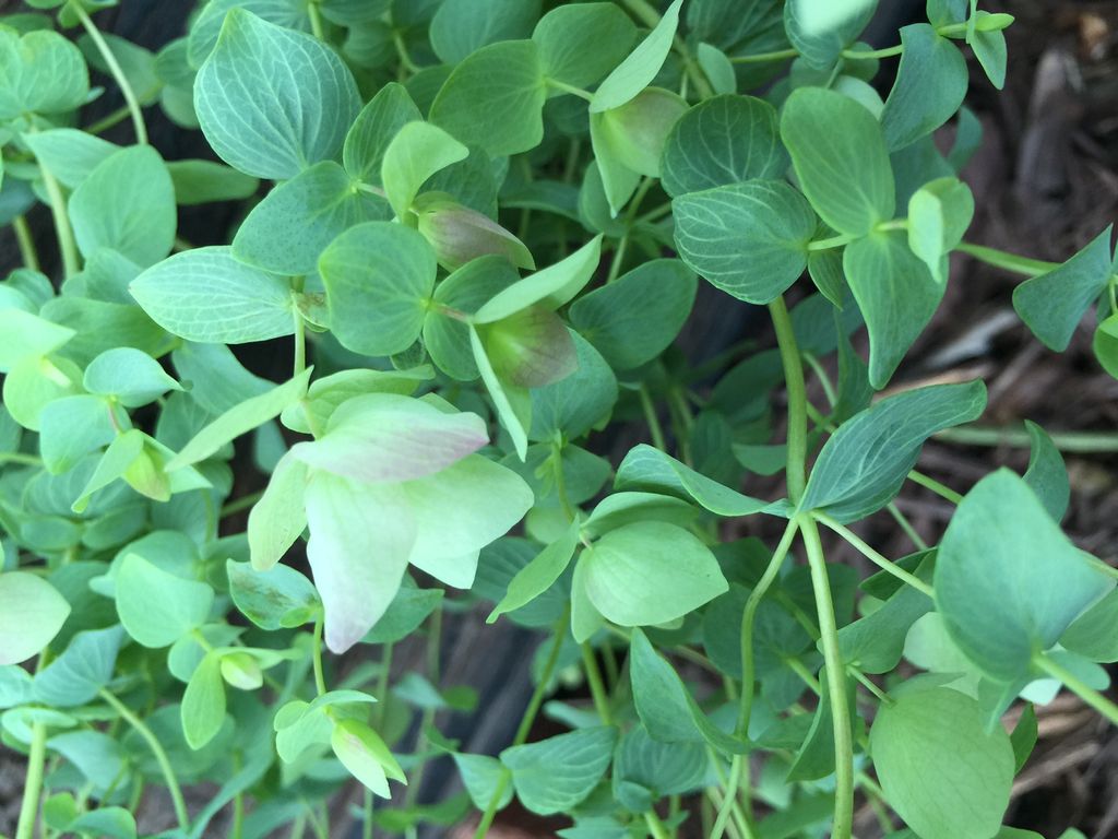 What Is Ornamental Oregano: Learn How To Grow Ornamental Oregano ...