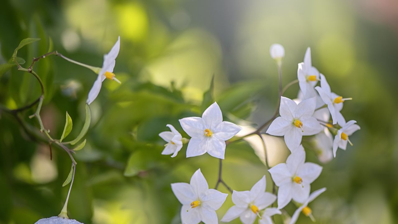 Best fragrant evergreens: expert-approved scented planted | Homes and ...