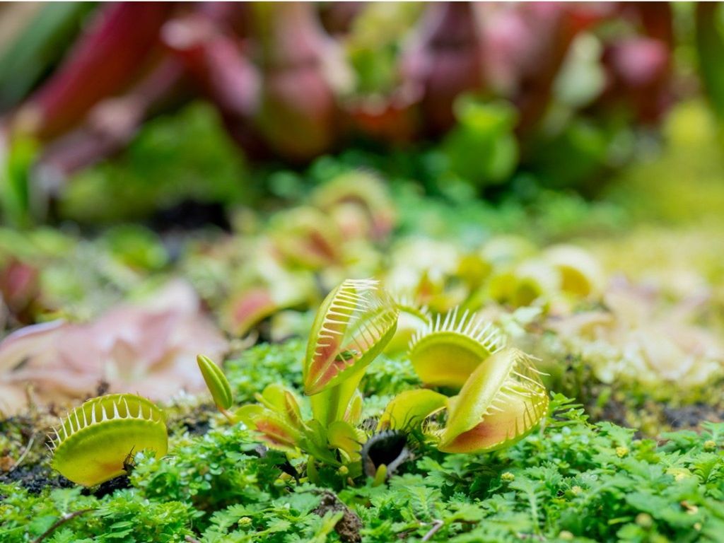 Is It Illegal To Dig Up Endangered Plants In The Wild? | Gardening Know How