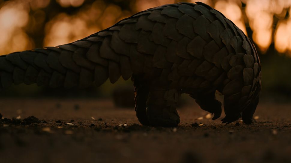 I Expected A Nature Documentary From Netflix’s Pangolin: Kulu’s Journey ...