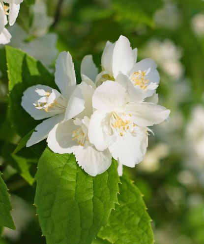 8 White Flowering Shrubs That Instantly Add Elegance | Gardening Know How