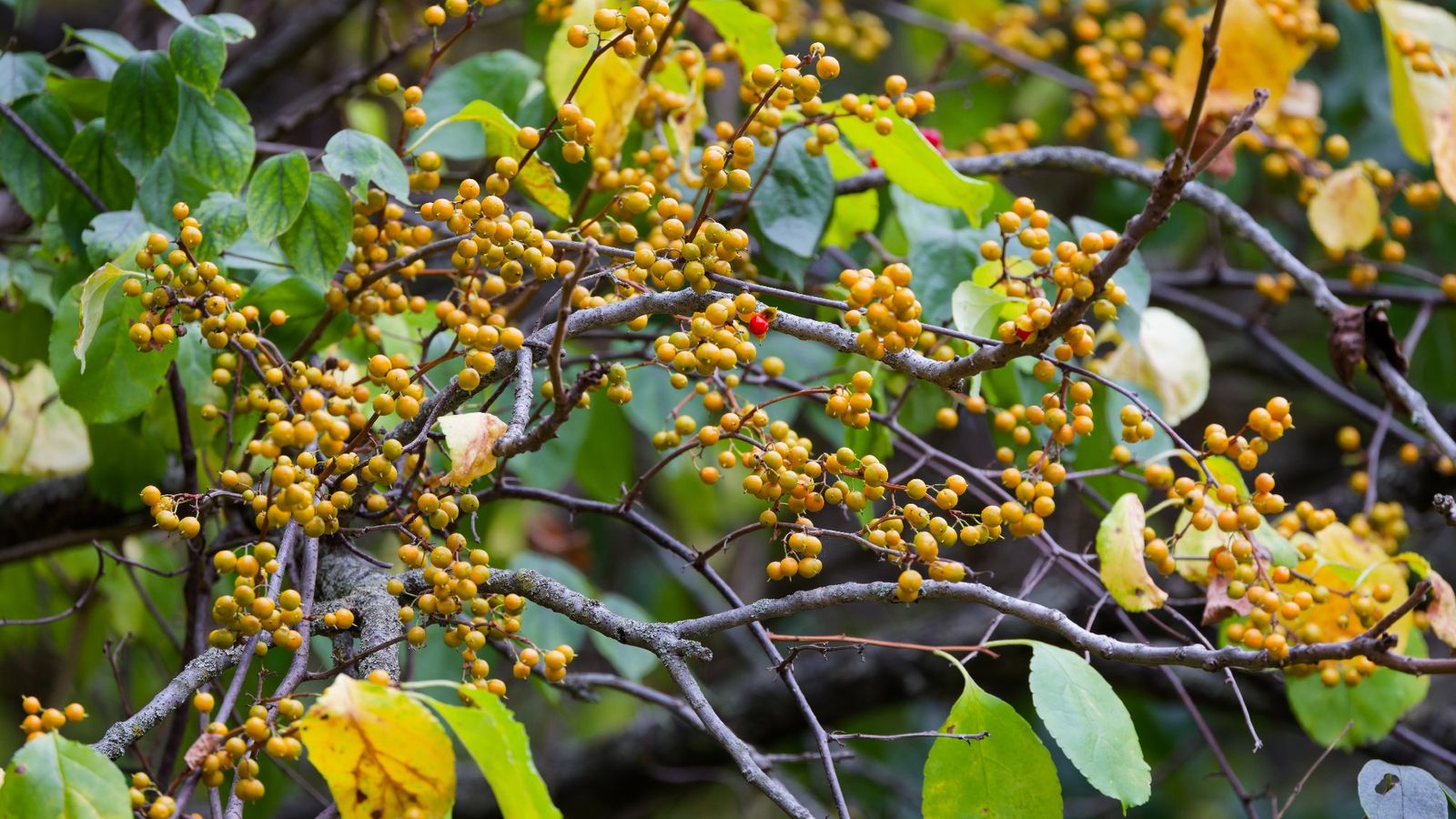 The most invasive plant species in the world | The Week