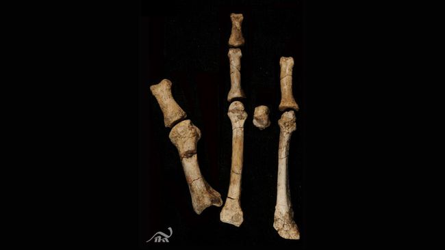 Ancient human ancestor Lucy was not alone — she lived alongside at ...