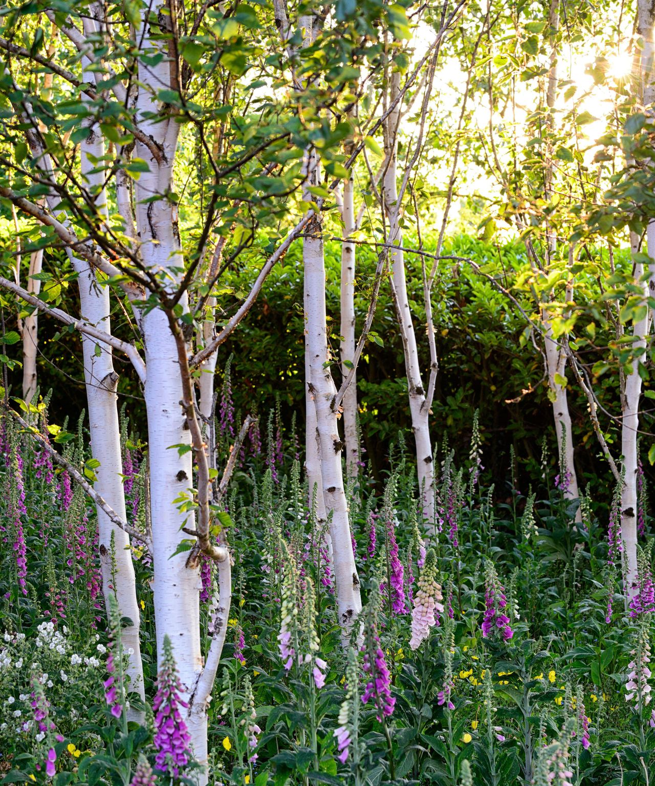 Birch trees care and growing guide: expert gardening tips | Gardeningetc