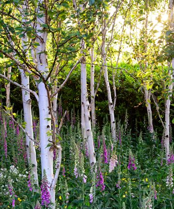 Birch trees care and growing guide: expert gardening tips | Gardeningetc