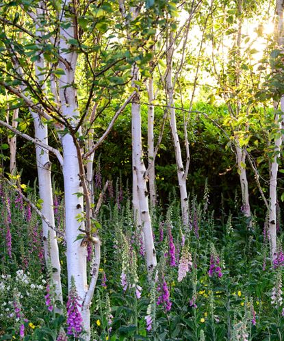 Birch trees care and growing guide: expert gardening tips | Gardeningetc