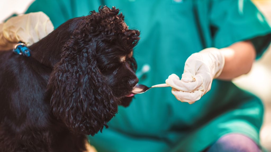 Tramadol for dogs: Vet's guide to uses, side effects and dosage | PetsRadar