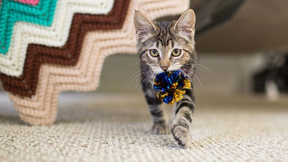Can cats play fetch? How to teach them to play ball | PetsRadar